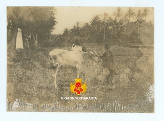 Gambar seekor sapi Benggala di tengah sawah. seorang pembawa papan nama ...